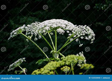 Cow Parsnip Or The Toxic Hogweed In Summer Sunny Day Heracleum Cow
