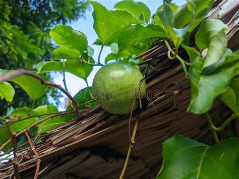 Passiflora Edulis Commonly Known As Passion Fruit Stock Image Image