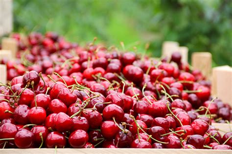 정원에서 체리를 수집합니다 상자는 갓 구운 빨간 체리입니다 산업용 체리 과수원 수집 된 달콤한 체리의 양동이 녹색 잔디와 전체 상자의 가까이 보기 0명에 대한 스톡 사진 및