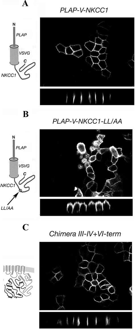 Cell Surface Localization Of Plap V Nkcc1 Constructs And Chimera