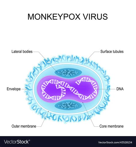 Monkeypox virus anatomy of orthopoxvirus Vector Image