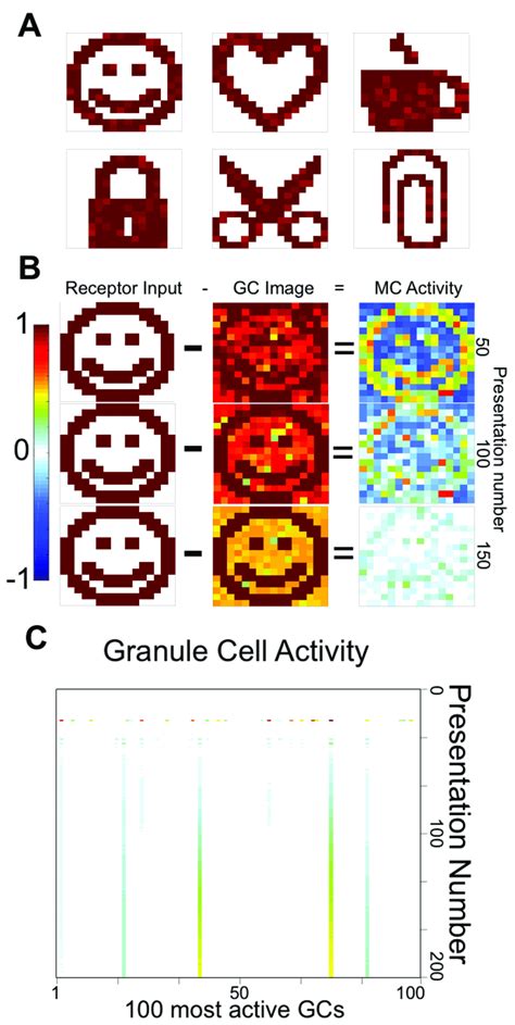Simulation Of Granule Cell Learning We Simulated Mitral Cell Receptor Download Scientific