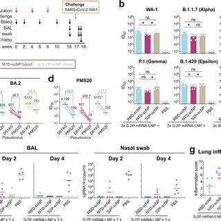 RBD ScNP NTD ScNP And S2P ScNP Vaccines As A Heterologous Boost For Download Scientific