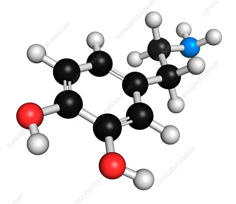 Dopamine Neurotransmitter Molecule Stock Image F018 3009 Science Photo Library