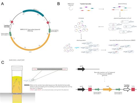 Barcoding Pseudomonas Fluorescens Sbw25 Cells Download Scientific Diagram