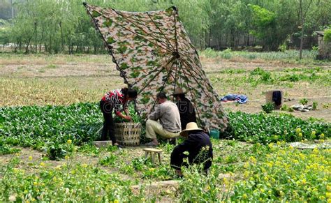 Pengzhou Китай Семья фермы шпинат Редакционное Фото изображение насчитывающей зонтик