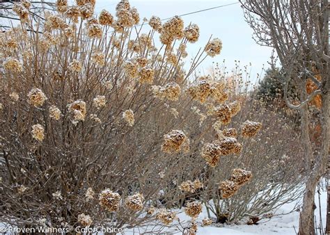 How To Protect And Care For Hydrangeas In Winter Garden Design