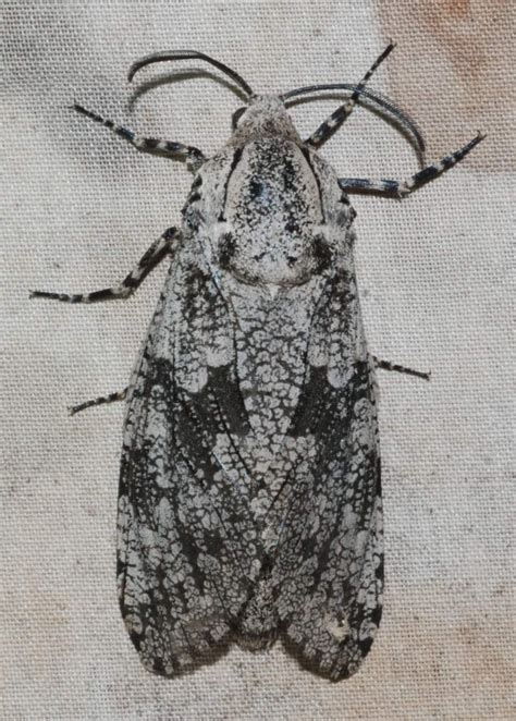 26 Types Of Moths In Washington State With Pictures