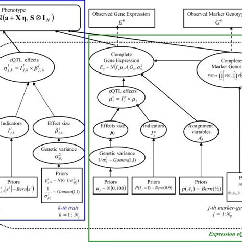 Hierarchical Directed Acyclic Graph Dag Of The Model Structure The