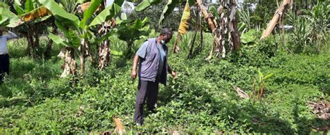 Adaptation Pioneer Tomas Yebei Explaining How He Intercrops Forage