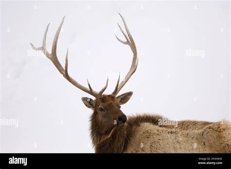 Portrait Of Elk Cervus Canadensis With Antlers Against A Snowy White