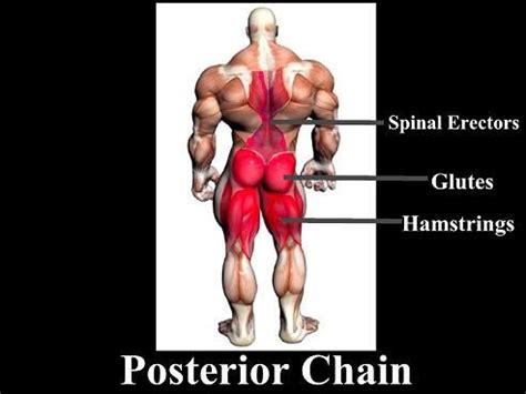 The Importance Of The Posterior Chain In Training