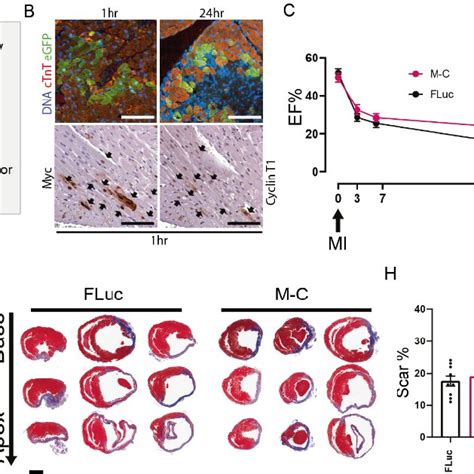 Myc And Cyclin T1 Potentiates Cardiomyocyte Proliferation In Vitro A Download Scientific
