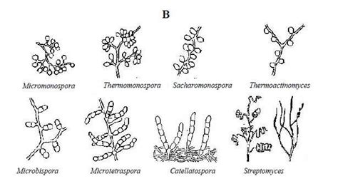 Différents Types De Chaînes De Spores Chez Les Actinomycètes A