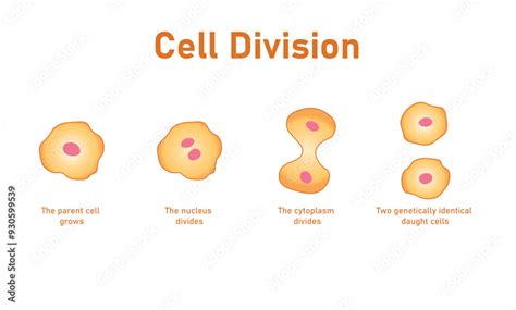 Simple Cell Division Diagram In Biology Mitosis Stages Stock Vector