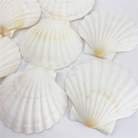 White Scallop Shells Pecten Maximus Large Simply Shells