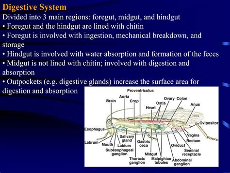 Ppt Phylum Arthropoda Powerpoint Presentation Free Download Id9093605