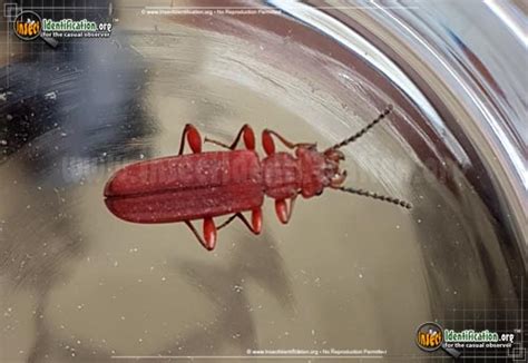 Red Flat Bark Beetle