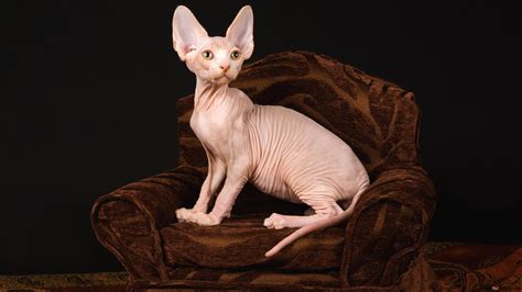 Sphynx Cat Hairless Cat Breed 2k Wallpaper Download