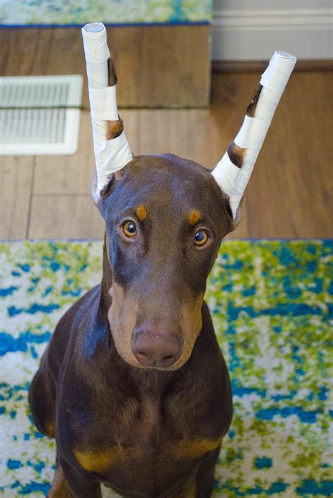 Doberman Ear Cropping Artofit