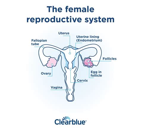 What Is Ovulation The What When And How Clearblue