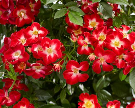 Rosa Everglow Ruby Bare Roots — Buy Red Roses Online At Farmer Gracy Uk