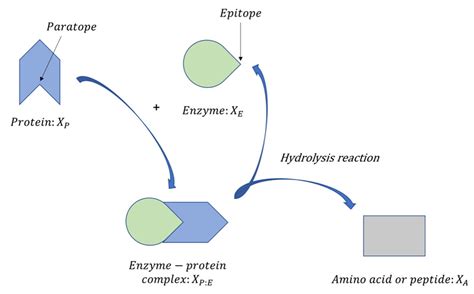 Protein Hydrolysis Reaction