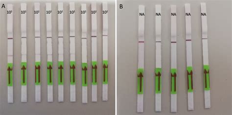 Accuracy Of The Developed Lateral Flow Loop Mediated Isothermal Download Scientific Diagram