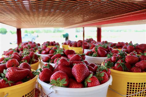 A New Cullipher Farm Market Is Open In Southern Virginia Beach The Princess Anne Independent News