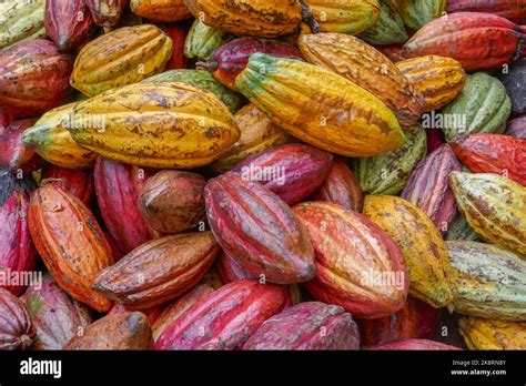 Colorful Closeup View Of A Pile Of Cocoa Pods After Harvest Bada