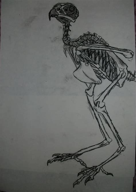 Red Tailed Hawk Skeleton By Volturon On Deviantart