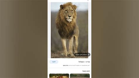 אריה נגד נמר Youtube