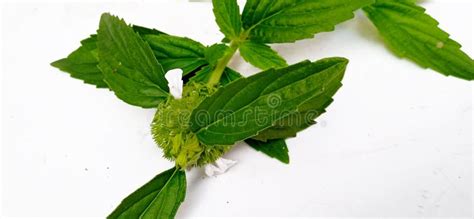 Leucas Aspera Goma Barahalkura Leaves Branches Bud Stock Image Image Of Drona Gumma 254686383