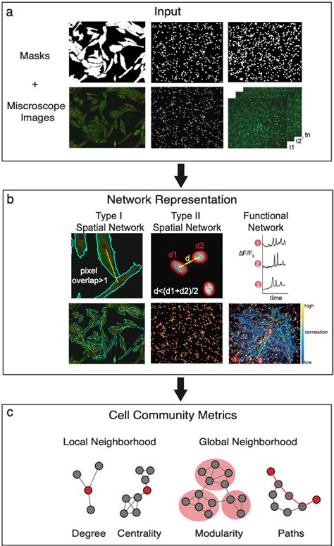 Figure 1 From Cytonet Spatiotemporal Network Analysis Of Cell