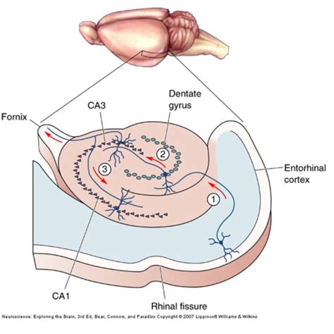 Week Neural Circuits Flashcards Quizlet