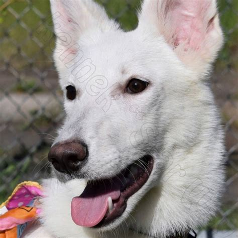 Біла Швейцарська Вівчарка