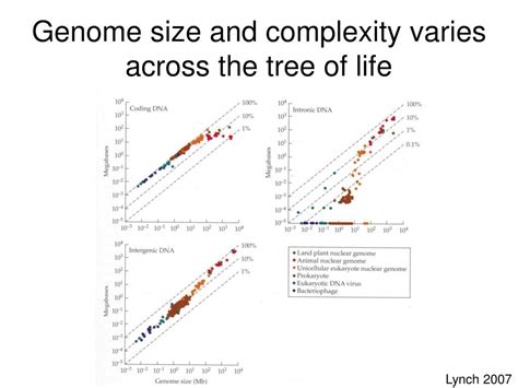 Ppt Genome Size And Complexity Powerpoint Presentation Free Download Id 5269694