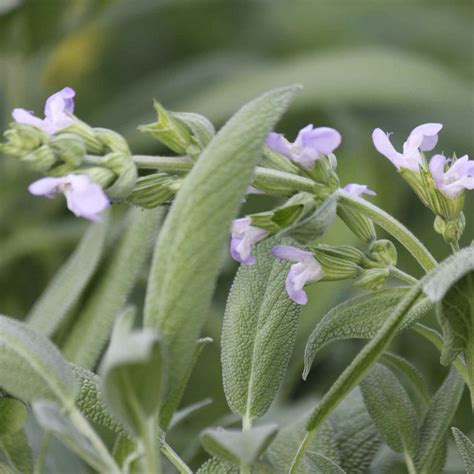 Common Sage Plant Roots Plants