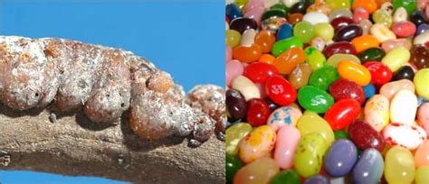 10 Disgusting Ingredients In Your Food Desiblitz