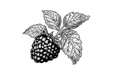 Raspberry Branch Hand Drawing Ink Sketch Engraving Style Vector
