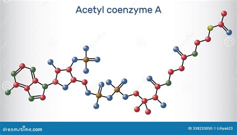 Acetyl Coa Acetyl Coenzyme A Molecule Structural Formula Vector