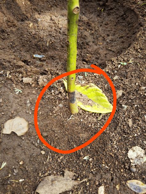 Avocado Seedling Just Planted On The Orchard Ravocado