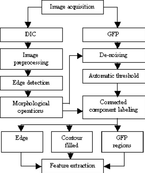 Figure 2 From Automated Image Analysis Of Fluorescence Microscopic