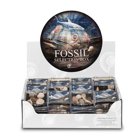 Fossil Selection Box Pack British Fossils
