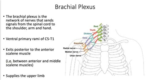 Brachial Plexus Flashcards Quizlet