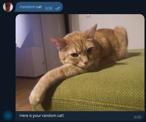 Github Evgenyvodyannikov Telegramai Simple Telegram That Allows To Interact With Chatgpt