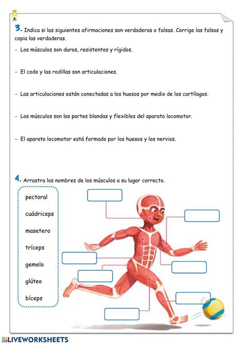 Sistema Locomotor Ficha Interactiva Ejercicios De Educacion Fisica