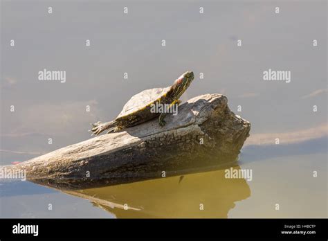 Juvenile Red Eared Slider Trachemys Scripta Elegans Basking At Rio Grande Nature Center