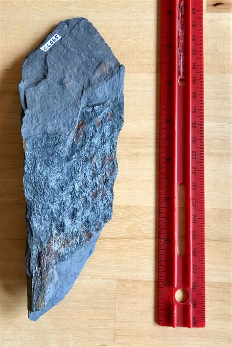 Lepidodendron Member Collections The Fossil Forum