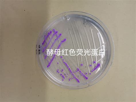 毕赤酵母表达红色荧光蛋白，无需诱导 组成型表达 毕赤酵母重组表达菌株 重组表达菌株构建 宝赛质粒菌株公司